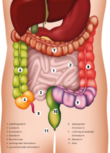 Der Darm: Organ der Superlative - Medizin & Menschen
